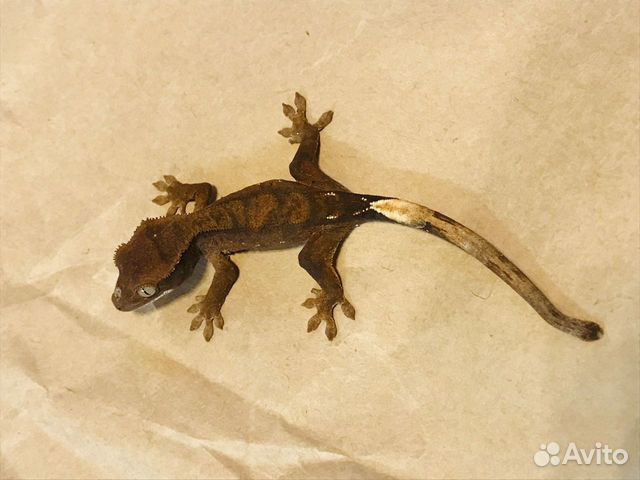 Реснитчатый геккон бананоед "fire"