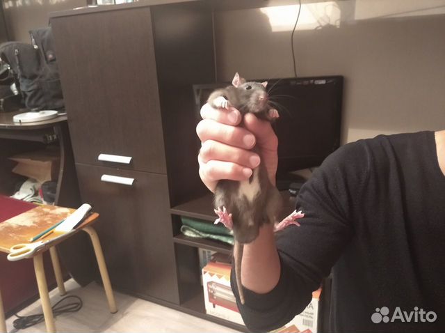 Крыса ручная очень милая