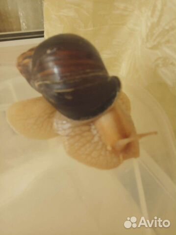 Улитки ахатины