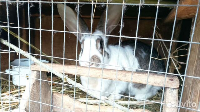 Кролики мясных пород