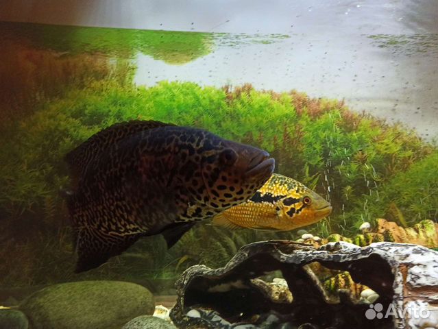 Манагуанская цихлазома. Рыбки в аквариум