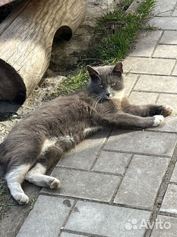 Кот 10 месяцев