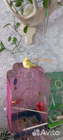 Певчие птицы