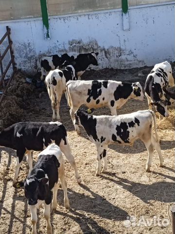 Телята бычки