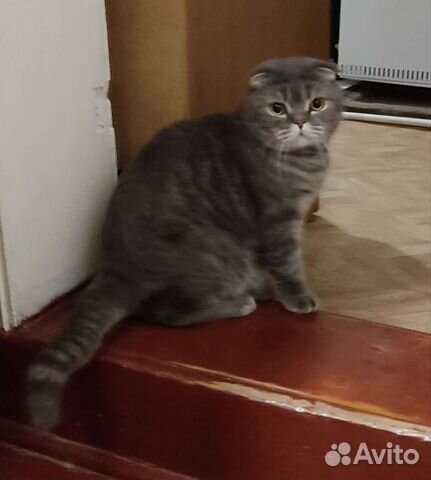 Шотландские вислоухие кот