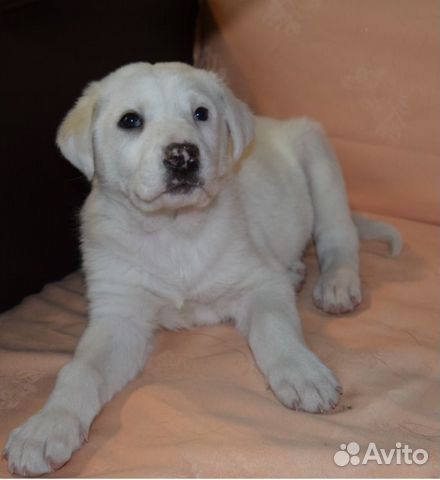 Спасенная любознательная красотка щенуля 1,5м