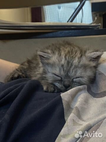 Шотландский прямоухий котёнок