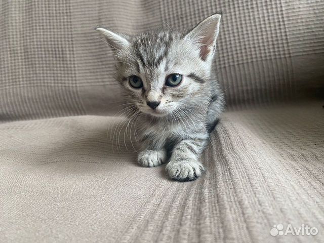 Котенок в добрые руки 2 мес