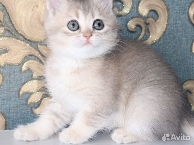 Котята голубая золотая шиншилла