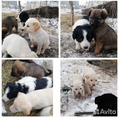 Щенки