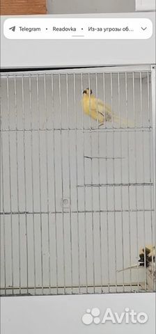 Канарейки и кеноры по 500