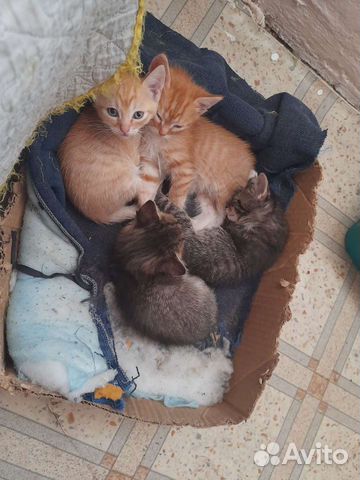 Котята в добрые руки бесплатно