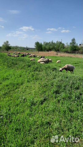 Ярки с ягнятами и 2 барана