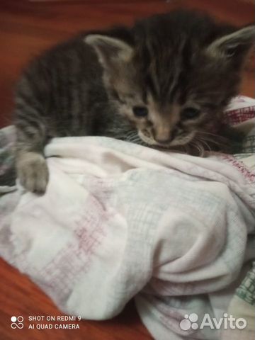 Котёнок