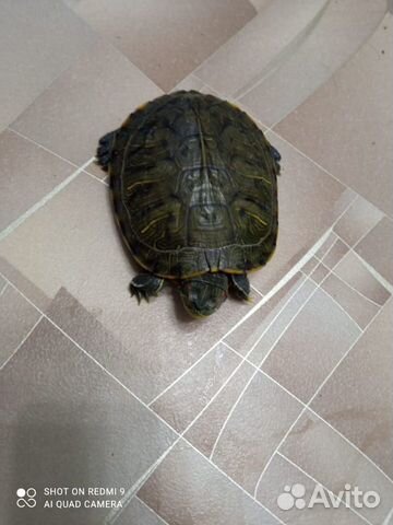 Черепаха бесплатно