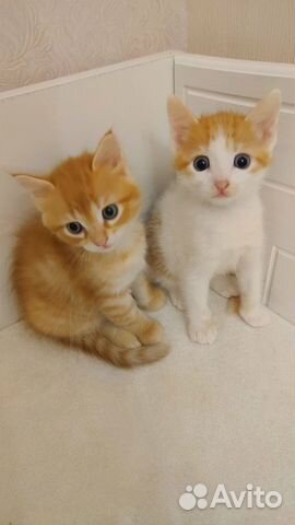 Кошки в добрые руки бесплатно