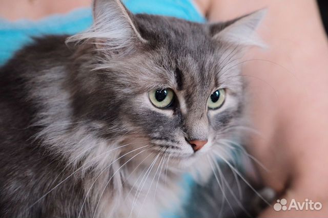 Сибирская кошка красавица