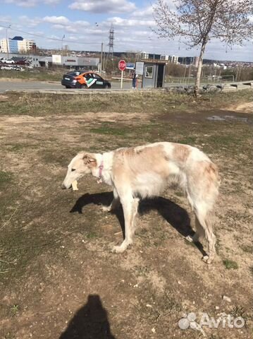 Русская борзая