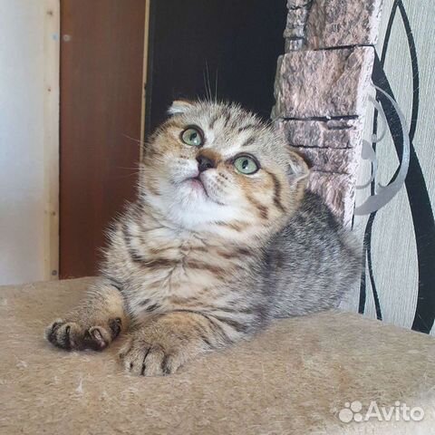 Шотландский вислоухий золотой котик