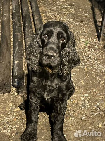 Английский коккер спаниель вязка за спасибо:)