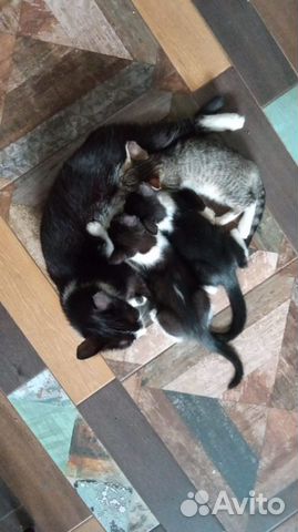 Котенок с приданым