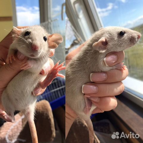 Крысята дамбо. Крыса. Бежево- голубая девочка