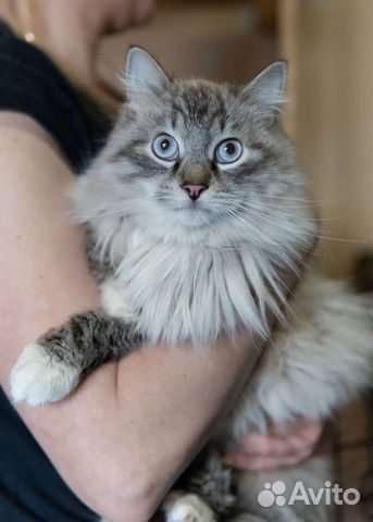 Невский маскарадный кот в добрые руки