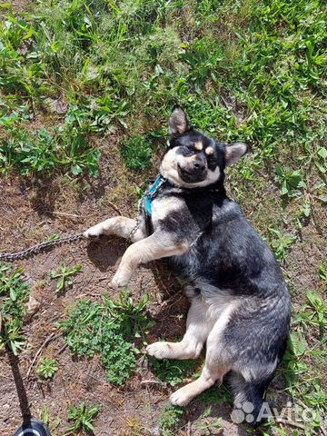 Потеряшка маленькая собачка