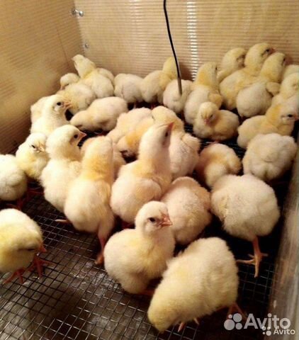 Цыплята бройлеры Рос-308 Чехия