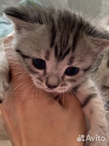 Кот