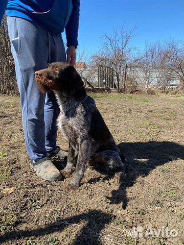 Курцхаар вязка