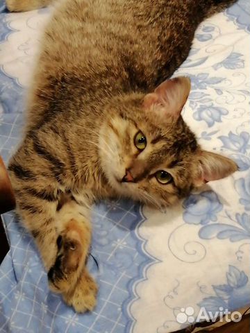 Молодая кошечка из Абхазии ищет дом