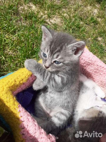 Котята в добрые руки