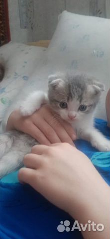 Шотландские котята