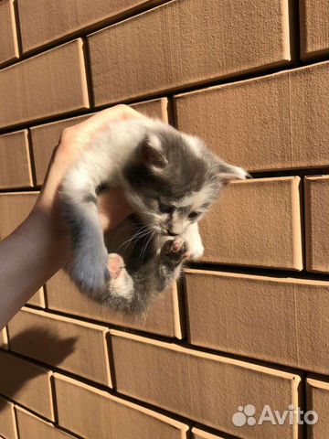 Кошки