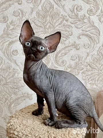 Черный котик