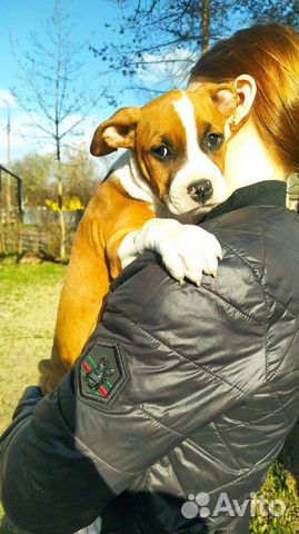 Щенки американского стаффордширского терьера