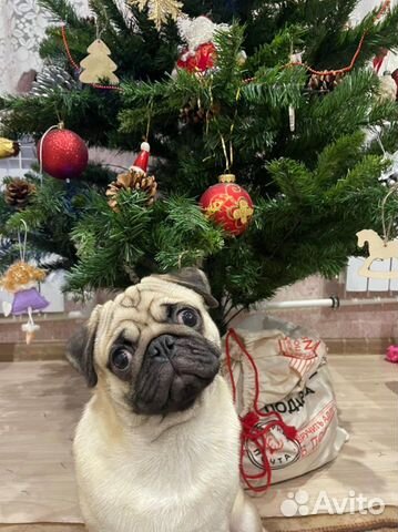 Вязка мопс мальчик