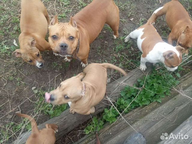 Щенки Американского Булли