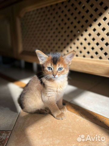 Абиссинские котята