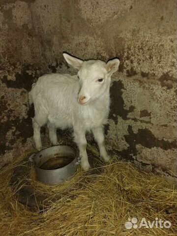 Зааненские козлята