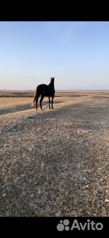 Лошадь кабыла