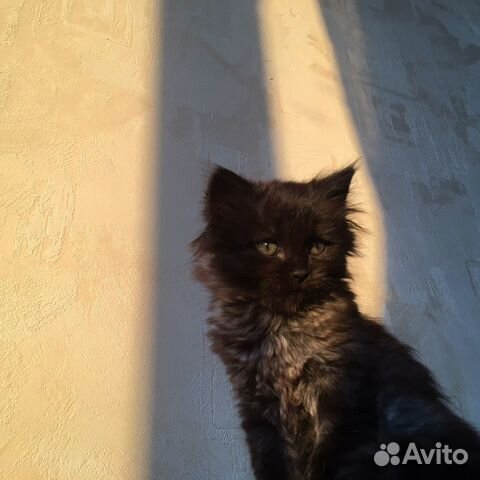 Кошечка в добрые руки
