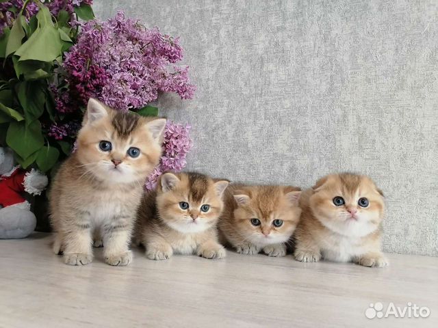 Котята золотая шиншилла