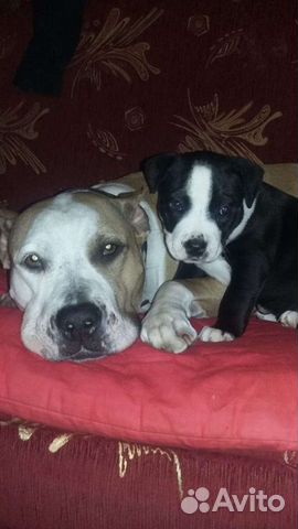 Стаффордширский терьер