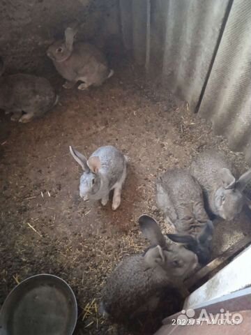 Продам кроликов