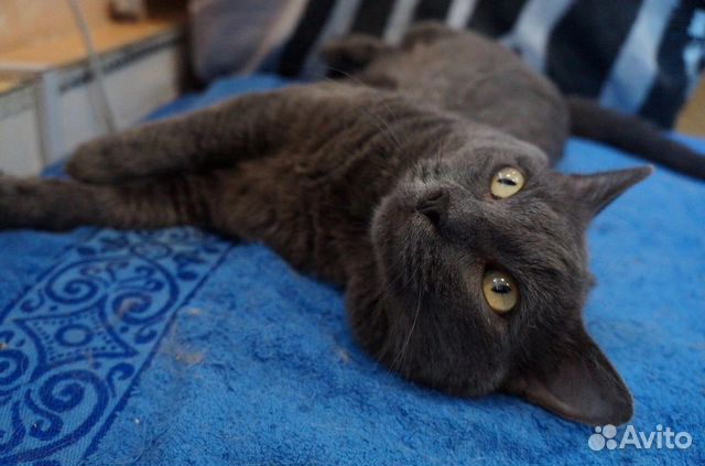 Кот бесплатно