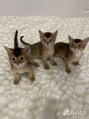 Абиссинские котята