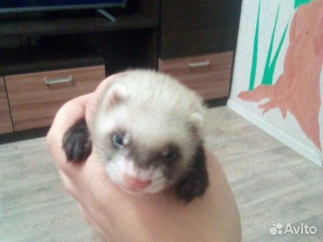 Домашний хорек