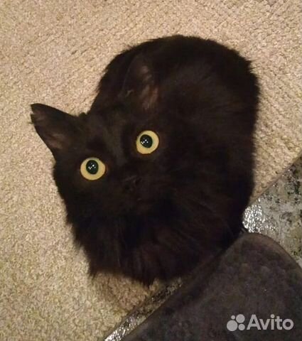 Черная кошечка